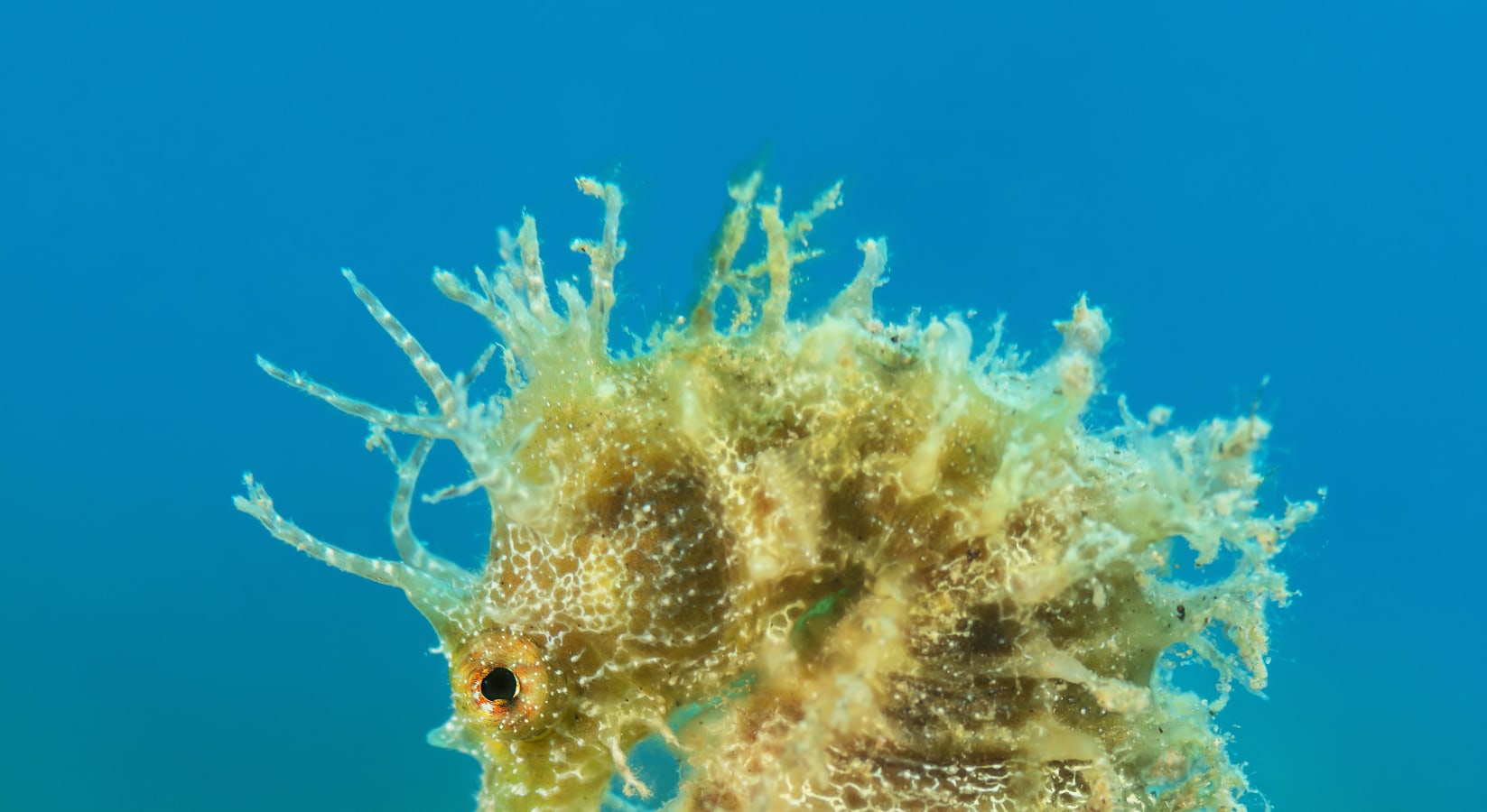 Diving Megale Hellas